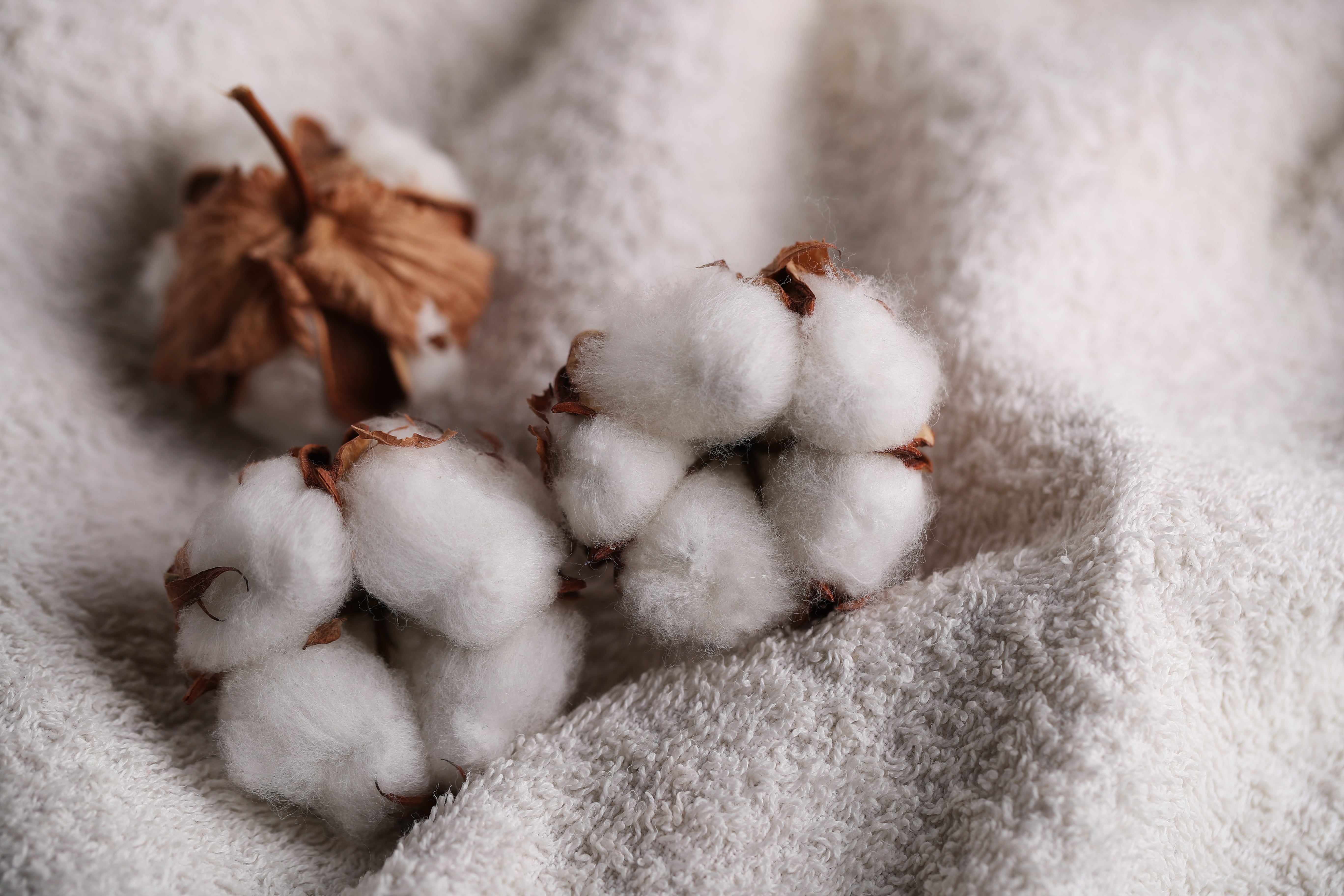 Cotton Clothing Examples